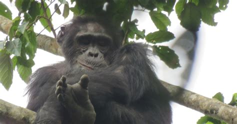 Rastreo De Cimpancés En El Parque Nacional De Kibale Getyourguide
