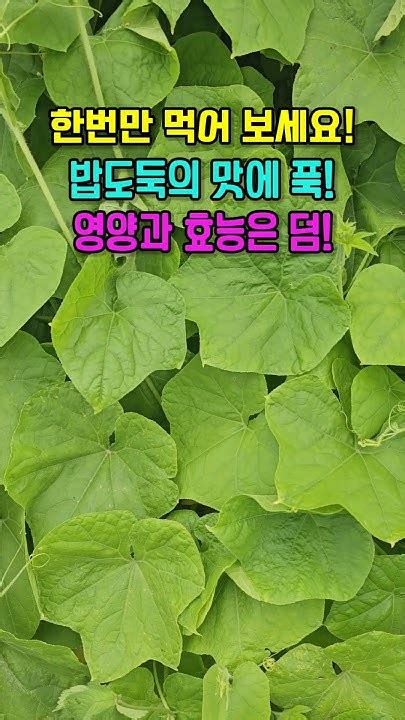 이렇게 맛있는 것 알고보니 이런 Youtube