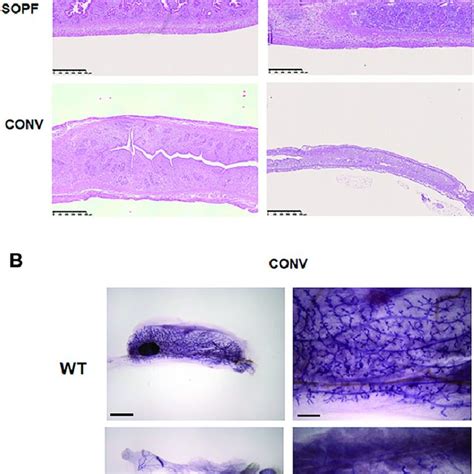 The Uterus And Mammary Gland Of Cxcr2 Ko Animals Show Defects In