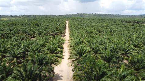 Grupo Bbf Desenvolve Agronegócio Sustentável Na Região Amazônica