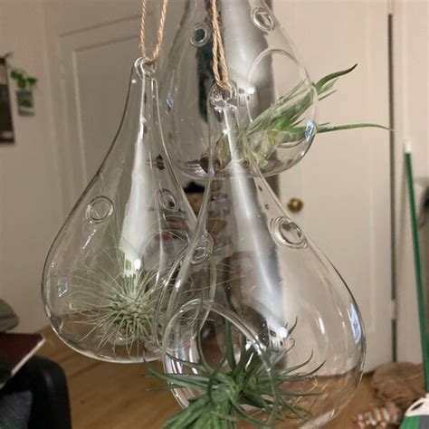 Air Plants Tillandsia Collection Of 10 Easy Houseplants For Beginners