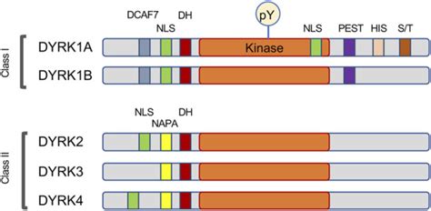 Insights From The Protein Interaction Universe Of The Multifunctional Goldilocks Kinase DYRK A