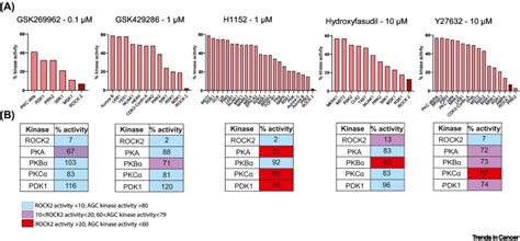 Preclinical To Clinical Utility Of Rock Inhibitors In Cancer Trends In