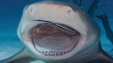 Dwarf Lantern Shark Teeth