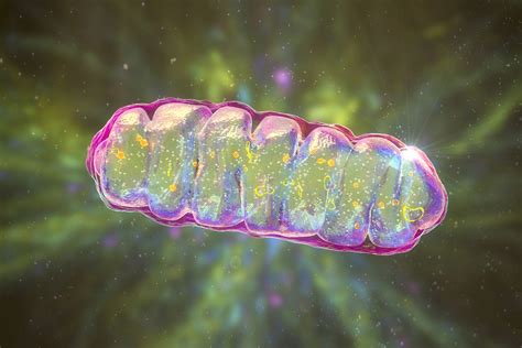 Inflammation And Immunity Lerner Research Institute