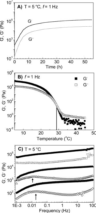 A Time Evolution Of Storage Modulus G ′ And Loss Modulus G ′′ After