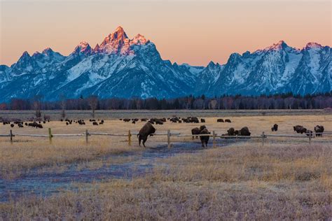 Jumping Bison — Jackson Hole Photography Gallery