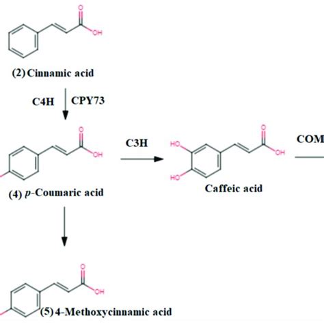 Biosynthetic Pathways Of Cinnamic Acid Download Scientific Diagram