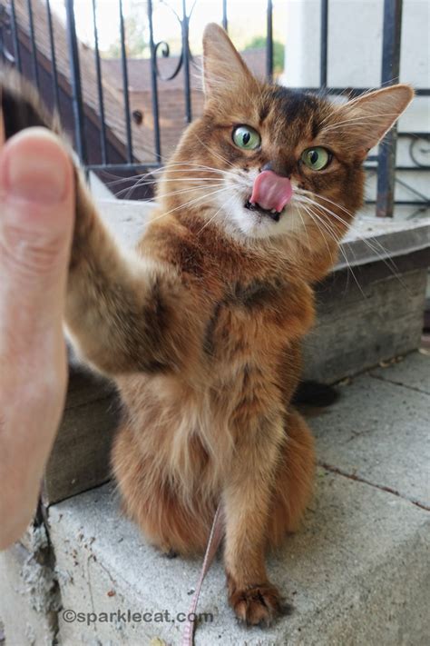 Tongues On Tuesday Summers Fabulous Cat Life