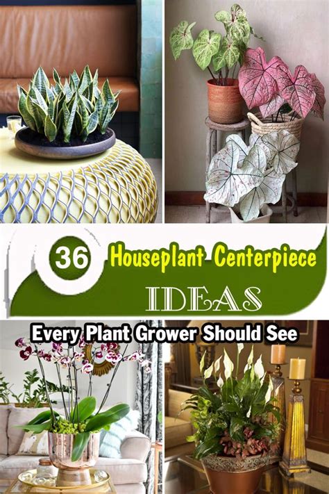 37 Houseplant Centerpiece Ideas Every Plant Grower Should See In 2022