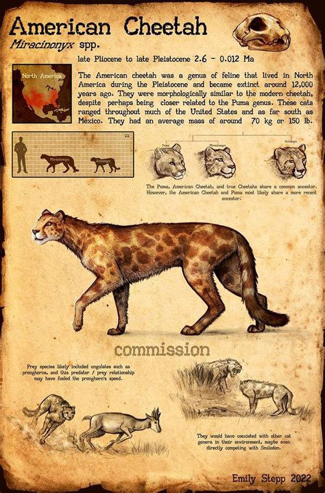 Woolly Cheetah