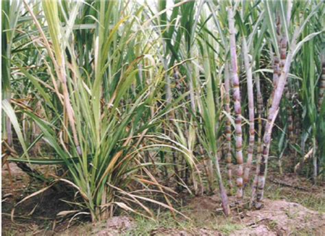 Smut Infected Clump Characteristic Symptoms Of Profuse Tillering And