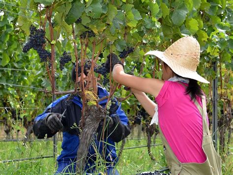 More Cash For Drought Hit Farmers Winetitles