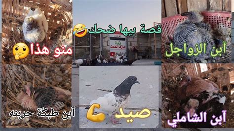 قصة جديدة ☝️عدنه صيد 💪وصورتلكم الفرخات الي بقن بالابراج🐣 Youtube