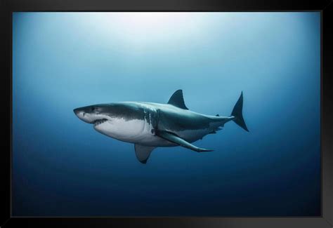 Great White Shark Jaw