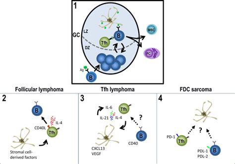 Germinal Center Cells Turning To The Dark Side Neoplasms Of B Cells Follicular Helper T Cells