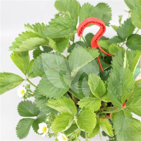 Plantenwinkelnl Aardbei Fragaria X Ananassa Tenira Fruitplanten