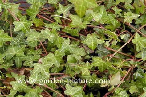 Efeja Baltijas E Ārstniecības Augi Materiāli Ārstniecības Augi Latvijā