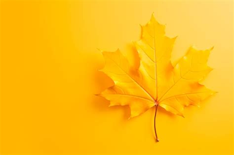 Premium Ai Image Maple Leaf Closeup Minimalism