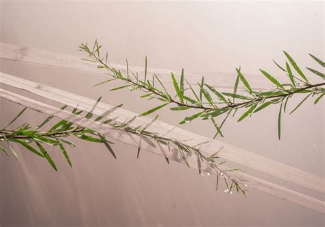 Co Construction → Term