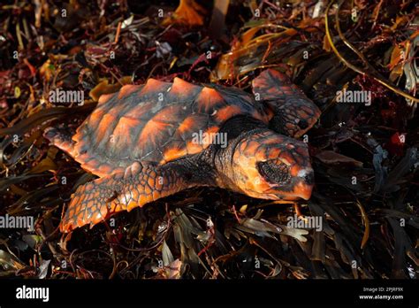 Loggerhead Turtle Loggerhead Sea Turtles Caretta Caretta Other