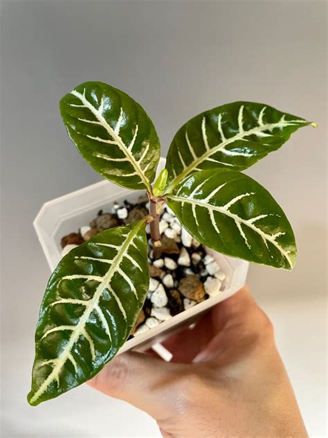 Zebra Plant Furniture And Home Living Gardening Plants And Seeds On