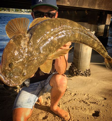How to Catch Flathead on Lures (Beginners Guide) – Daiwa Australia