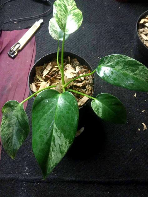 Philodendron Giganteum Marble 20004 Furniture And Home Living