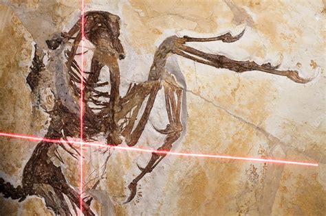 Archaeopteryx Fossil Research Esrf France Stock Image C045 9451 Science Photo Library