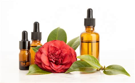 Unlock The Natural Skin Benefits Of Camellia Seed Oil Professional