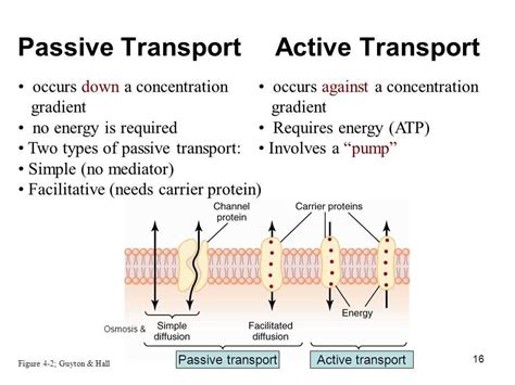 Understanding The Venn Diagram Of Active And Passive Transport A