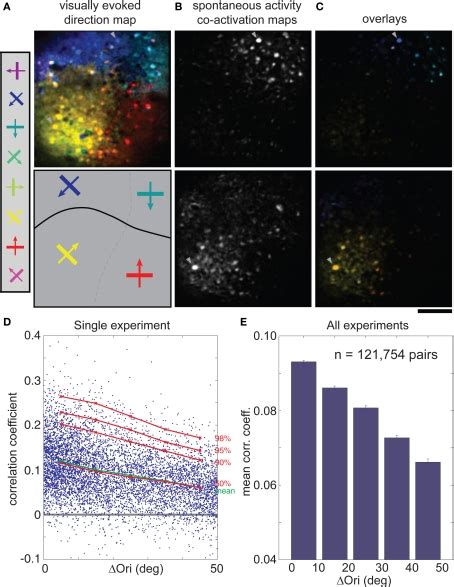 Correlations In Spontaneous Activity Is Greatest For Cells With Similar Download Scientific