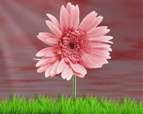 Natuur Bloem Plant Gratis Foto Op Pixabay Pixabay
