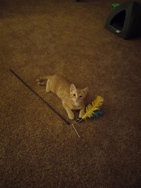 Tiny Kitty Rtinycatsinbigspaces