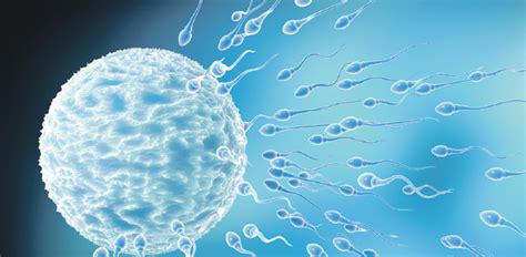 El Semen Se Relaciona Con Una Mayor Longevidad Masculina Samantha