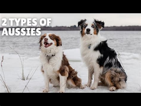 Mini Aussie Size Comparison