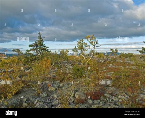 Overview With Coloured Nature On Fell In Yllas Pallastunturi