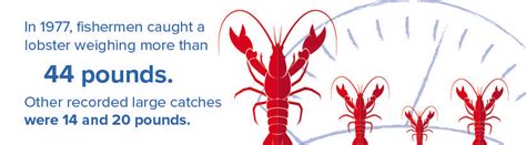 A Taste Of Lobster History Maine Lobster Now