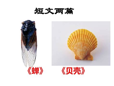 18《短文两篇 蝉 贝壳》ppt课件30页word文档在线阅读与下载无忧文档
