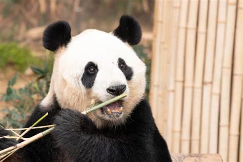 Cerrar Panda Gigante Hembra En Corea Del Sur Ai Bai Imagen De Archivo