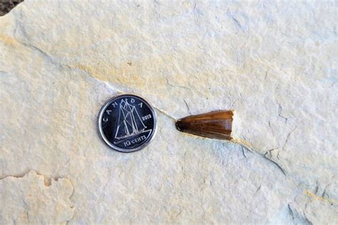 Fossil Hunting At American Fossil Quarry • A Crock Of Schmidt