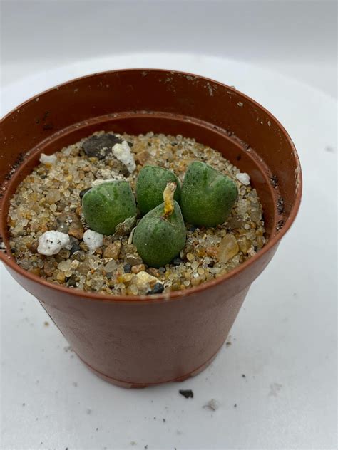 Conophytum Marginatum Springbok Sb2342 Etsy