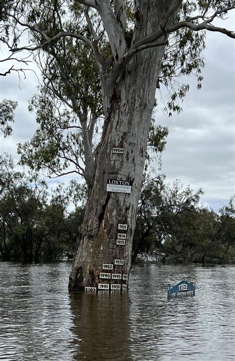 Loxton Tree Of Knowledge Flood Levels Sparks Climate Change Debate