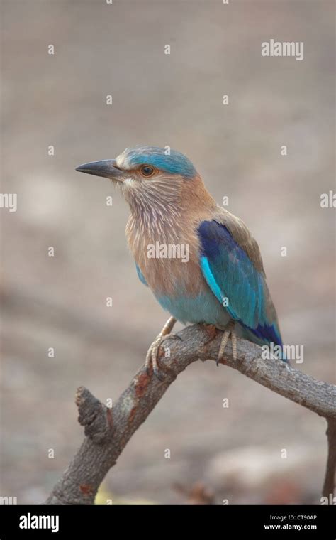 The Proud Indian Roller State Bird Of Karnataka Perched At Pench Tiger