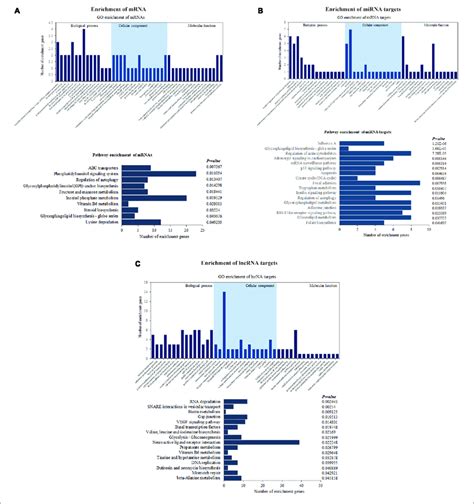 Enrichment Analyses Of Differentially Expressed Mrnas A Lncrna