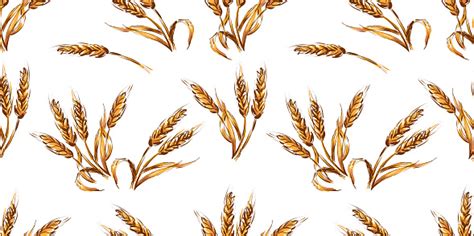 밀 호밀 보리 또는 귀리의 스파이크 렛 원활한 배경 익은 시리얼 빵 생산을위한 곡물 손으로 그리기 흰색 배경에 고립되어 있습니다 위시프에 대한 스톡 벡터 아트 및 기타