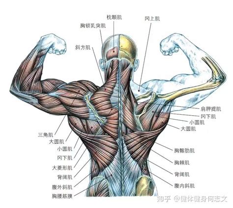 练背指南，男女通用！每一块背部肌肉都给你安排得明明白白！ 知乎