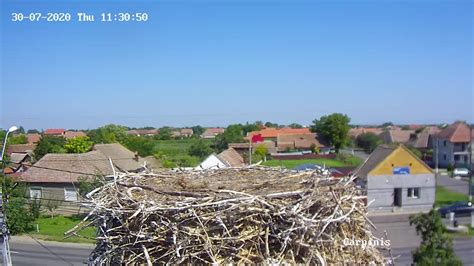 Cuib Berze Carpinis Judetul Timis Transmisiune Live Din Cuibul De Berze De La Cărpiniș Pentru