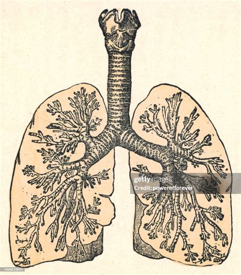Medical Illustration Of Human Lungs Trachea And Bronchial Tree 19th