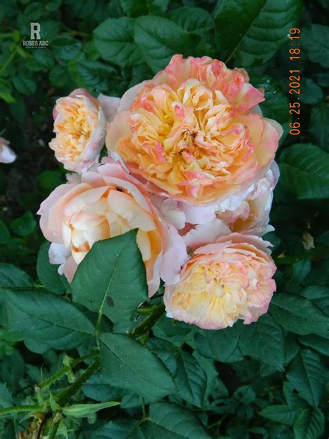 Roses Abc Rose Edith